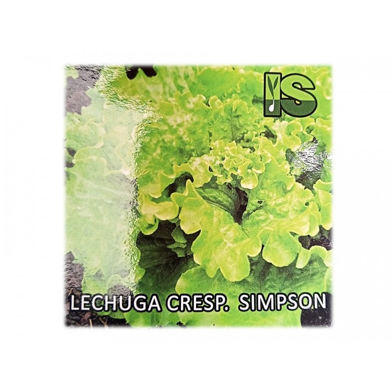 Lechuga crespa sobre x 5 gramos